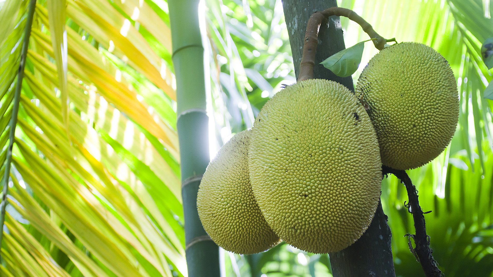 Eating Dirt Addiction