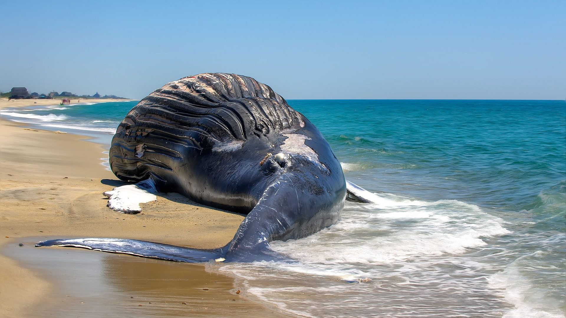 Inside Whale Stomach