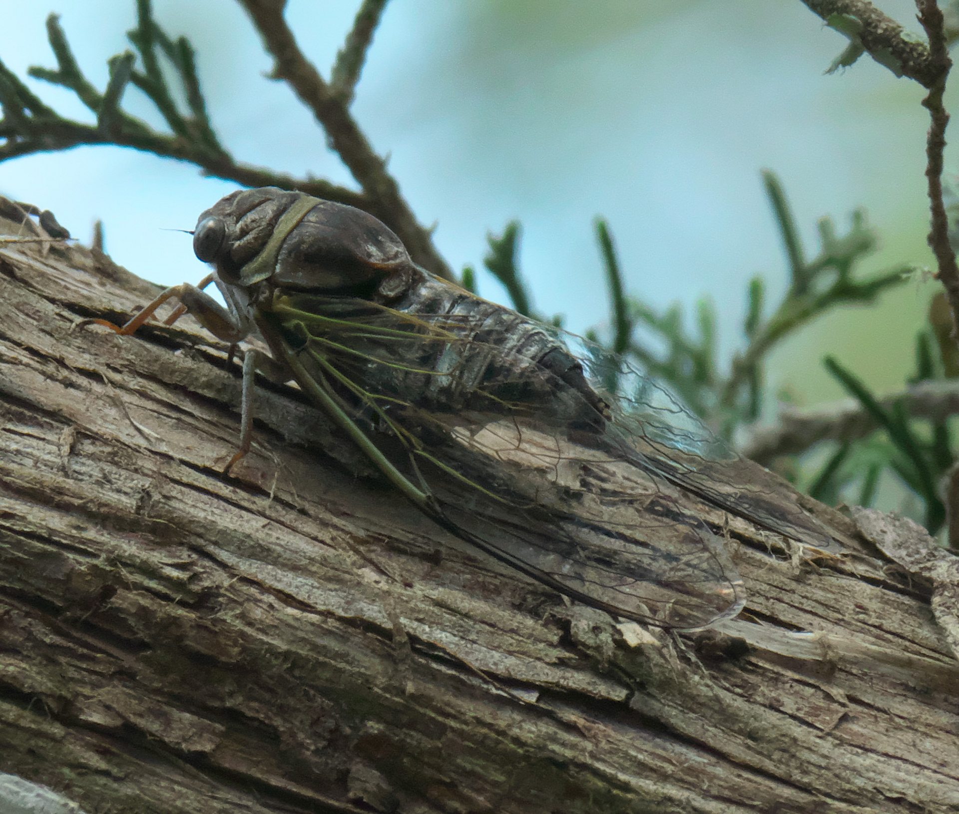 Locust Bug IS THIS A LARGE GRASSHOPPER OR A LOCUST? Melanoplus ...