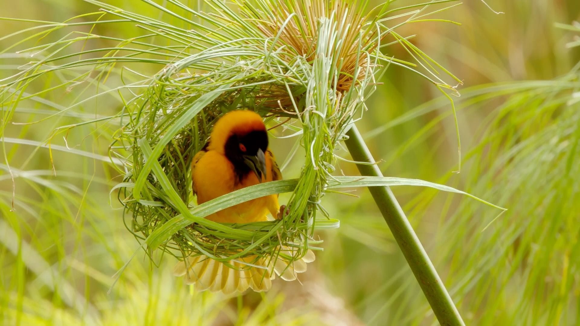 Weaver Bird Nest Inside