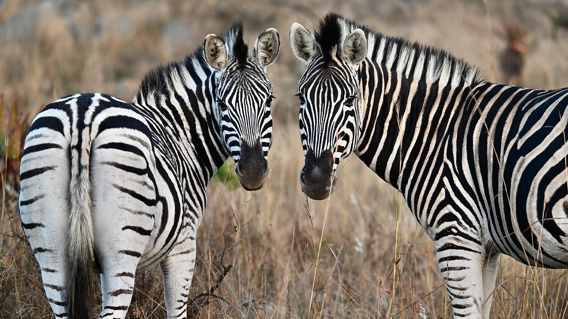 Nuno Life Zebra Every Elephant Has Its Own Name Walking Mentorship