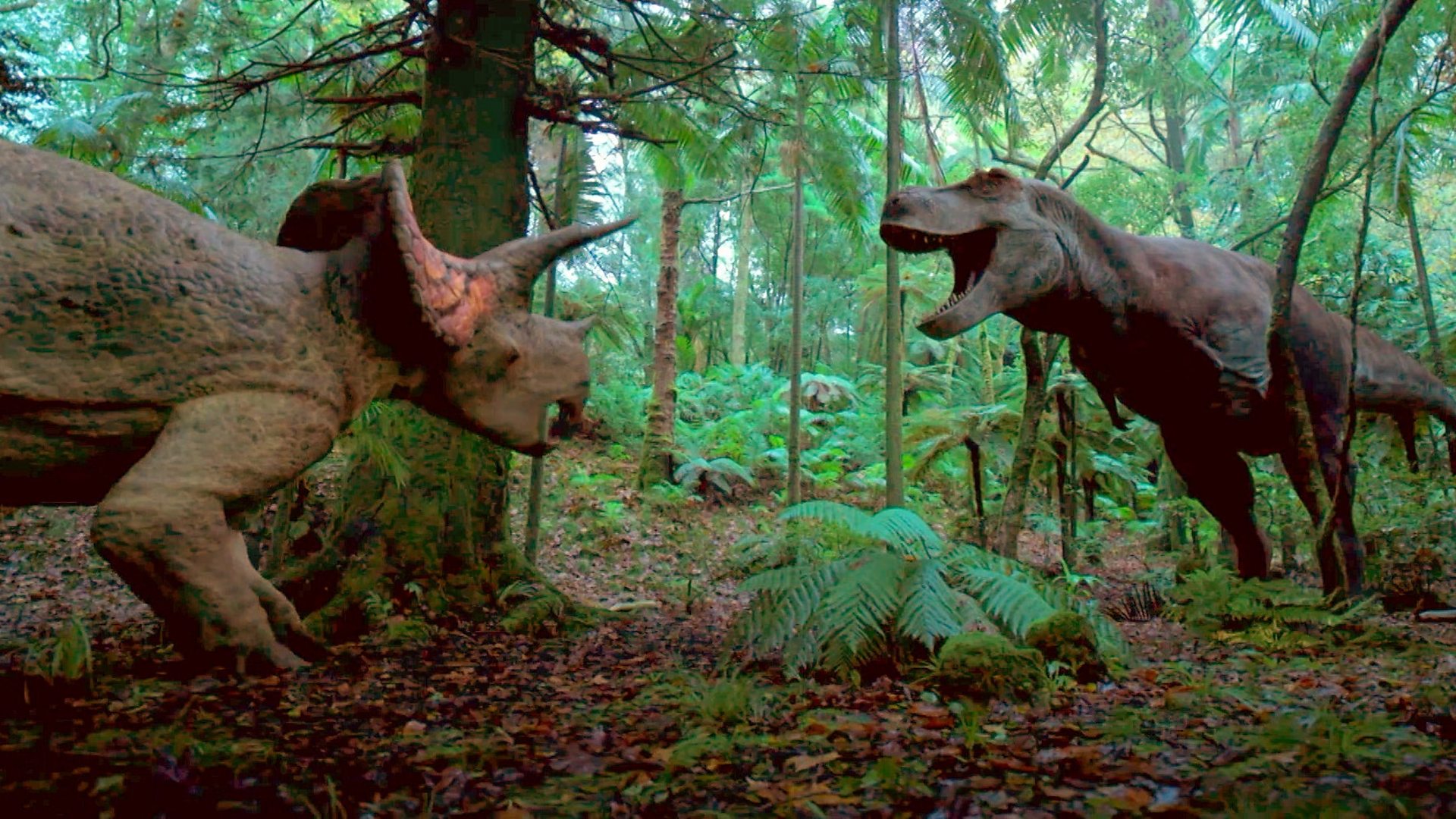 Triceratops Vs Tiranossauro Rex