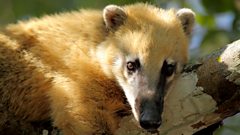 BBC Two - Wild Brazil