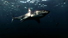 BBC One - Inside the Perfect Predator