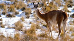 BBC Two - Patagonia: Earth's Secret Paradise
