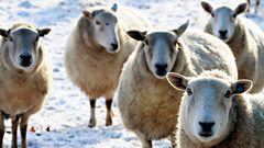 BBC Radio 4 - Farming Today