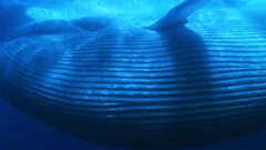 BBC One - The Blue Planet