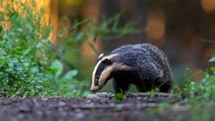 BBC Two - Autumnwatch