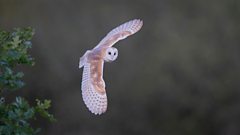 BBC Two - Autumnwatch