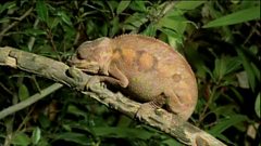 The amazing ways animals communicate with each other - BBC Bitesize