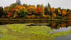 Biodiversity and interdependence - 3rd level Science - BBC Bitesize