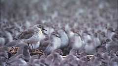 Science KS1 / KS2: Wildlife in our gardens - BBC Teach