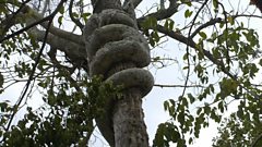 Equatorial ecosystem - Natural regions - National 5 Geography Revision ...