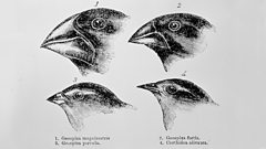 Natural selection leads to evolution - Inheritance and genetics - KS3 ...