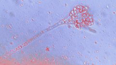 Are viruses alive? - BBC Bitesize