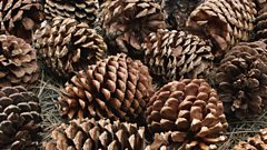 The Cone Gatherers - Higher English - BBC Bitesize