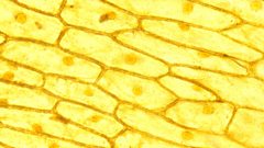 What are cells? KS3 Biology - CCEA - BBC Bitesize