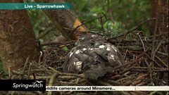Springwatch 2016 from RSPB Minsmere - Springwatch 2016 - BBC