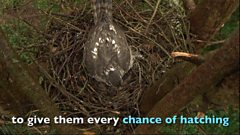Springwatch 2016 from RSPB Minsmere - Springwatch 2016 - BBC