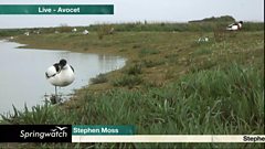 Springwatch 2016 from RSPB Minsmere - Springwatch 2016 - BBC