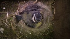 Springwatch 2016 from RSPB Minsmere - Springwatch 2016 - BBC