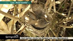 Springwatch 2016 from RSPB Minsmere - Springwatch 2016 - BBC