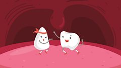 Year 4 Animals including humans - Year 4 Science - BBC Bitesize