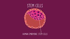 Cell Biology - GCSE Combined Science - BBC Bitesize