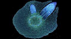 Plant tissues - Plant organisation - AQA Synergy - GCSE Combined ...