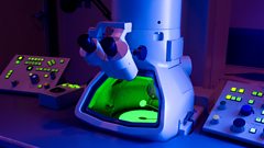 Magnification - Observerving cells under a microscope - 3rd level ...