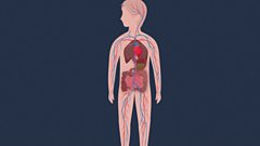 Scotland - Physical Education - Benefits of Physical Activity - P2, P3 ...