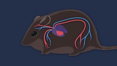 Body systems - 2nd level Science - BBC Bitesize