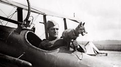 Animals in World War One - BBC Bitesize