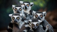 Can you guess the collective noun for these animals? - BBC Bitesize