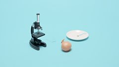 How to observe cells under a microscope - Living organisms - KS3 ...