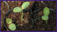 KS1 Dance: Time to Move. Spring plants - BBC Teach