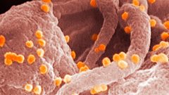 Reproduction DNA and Genetics - BBC Bitesize