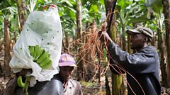 What is fair trade and how does it affect your food shop? - BBC Food