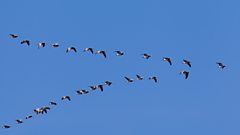 What is migration? - BBC Bitesize