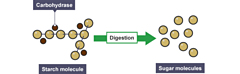 Digestion - BBC Bitesize