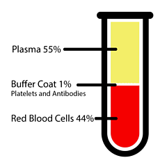 Blood and Circulation - BBC Bitesize
