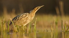 Five rare UK birds to keep a close eye out for this summer - BBC Bitesize