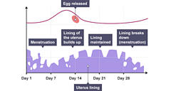 Reproduction DNA and Genetics - BBC Bitesize