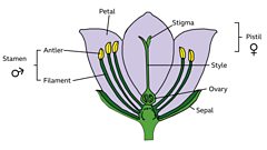 How do plants reproduce? KS3 Biology - BBC Bitesize - CCEA - BBC Bitesize