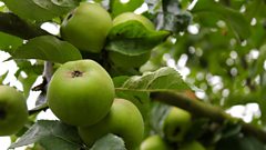 How plants and animals are organised - Living organisms - KS3 Biology ...