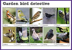 Quiz: Learn UK bird songs - Parents' Toolkit - BBC Bitesize