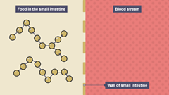 What enzymes break down starch? - BBC Bitesize