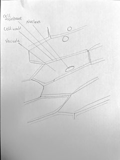 What are cells? KS3 Biology - CCEA - BBC Bitesize