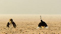 The Mating Game: Animals struggle with first dates too - BBC Bitesize