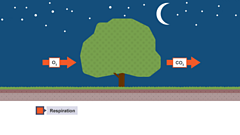 What is respiration and photosynthesis in plants? - BBC Bitesize